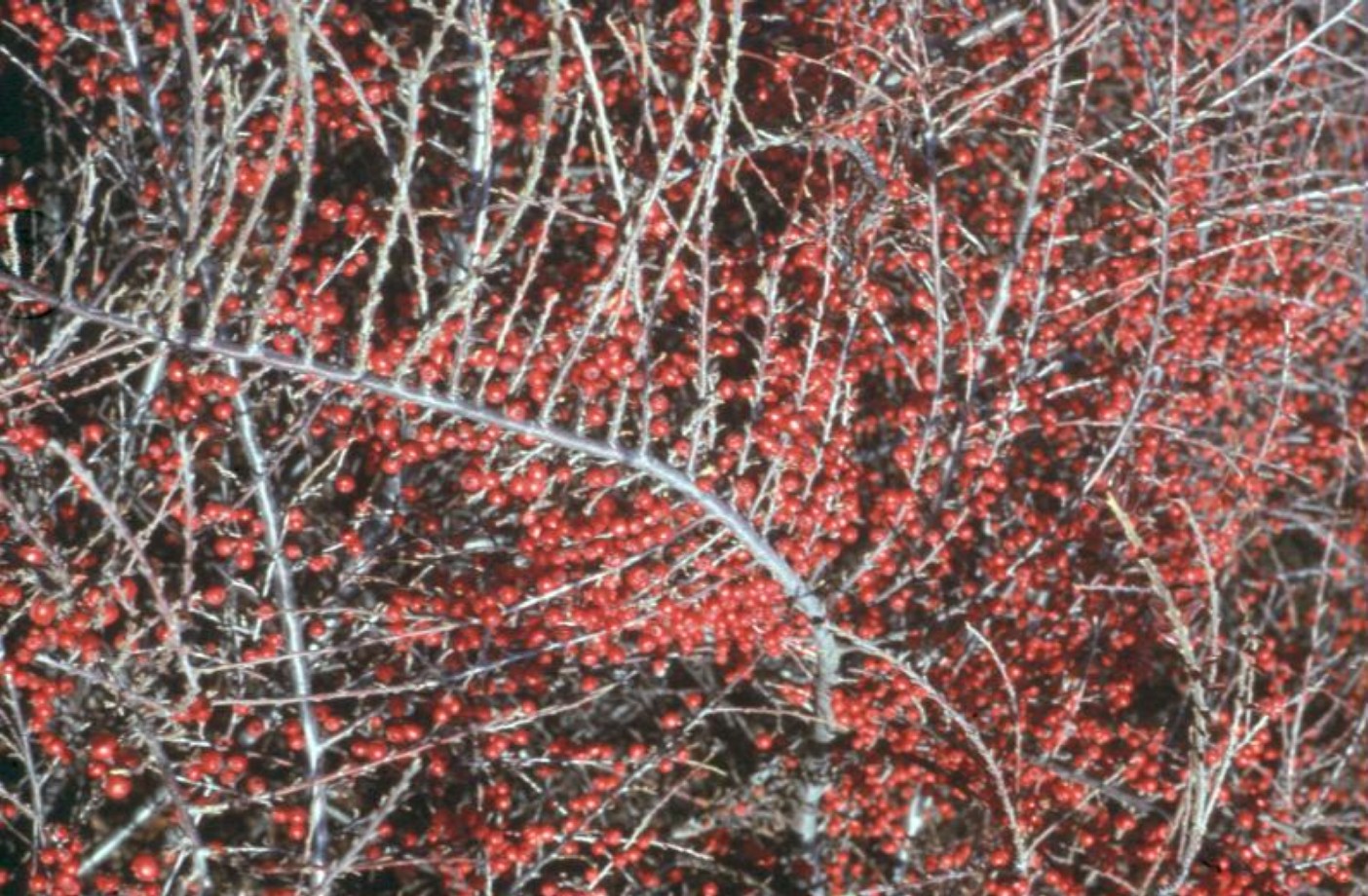 Online Plant Guide - Cotoneaster horizontalis / Rockspray Cotoneaster